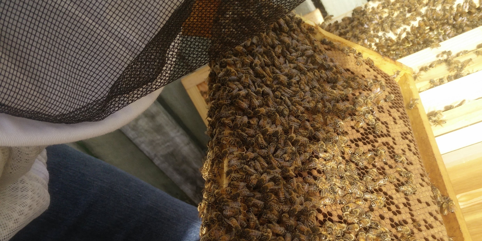 The Busy Bee's Guide to Hive Management – Bee Right