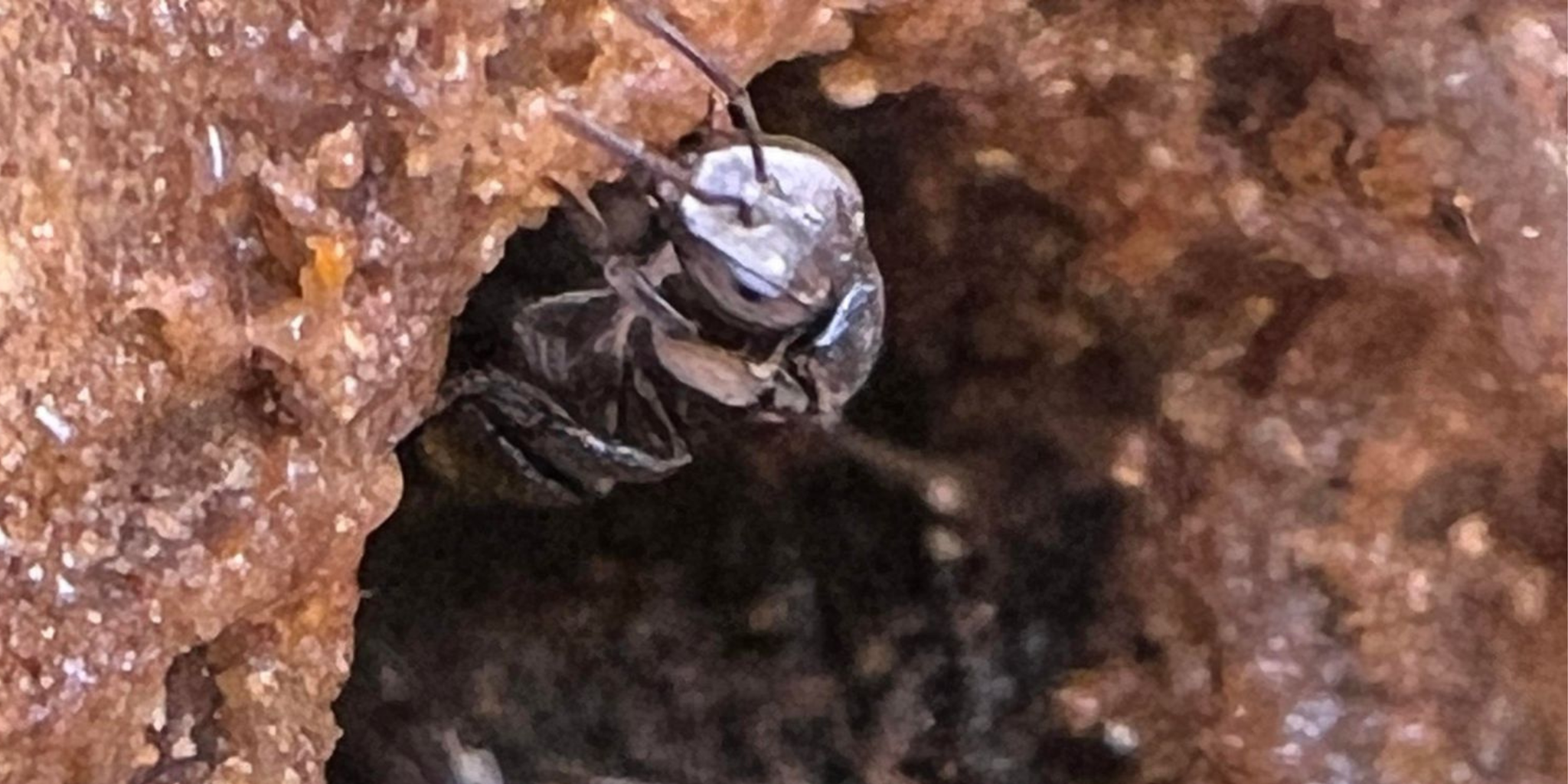 Sugarbag Sensations: Exploring the Unique World of Native Stingless Be ...